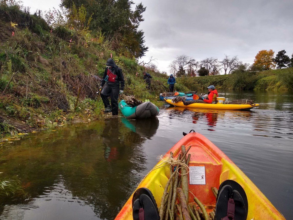 Willow staking on the Green River: from Kayaks – NICOTERRA